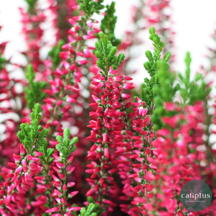 Calluna | Livraison à domicile en 24h | Caliptus
