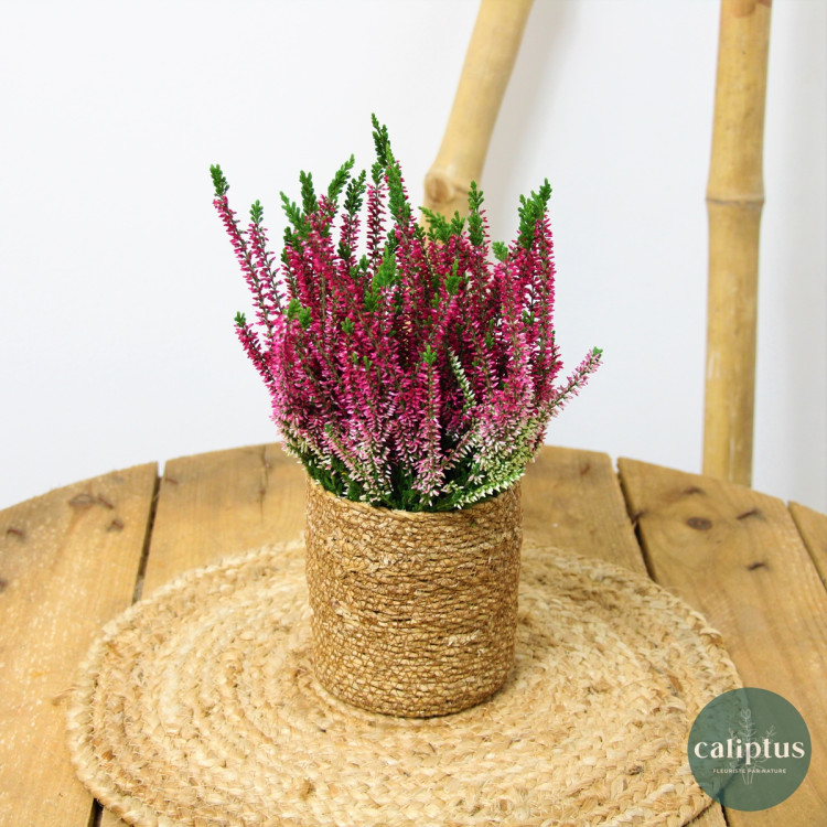Calluna | Livraison à domicile en 24h | Caliptus