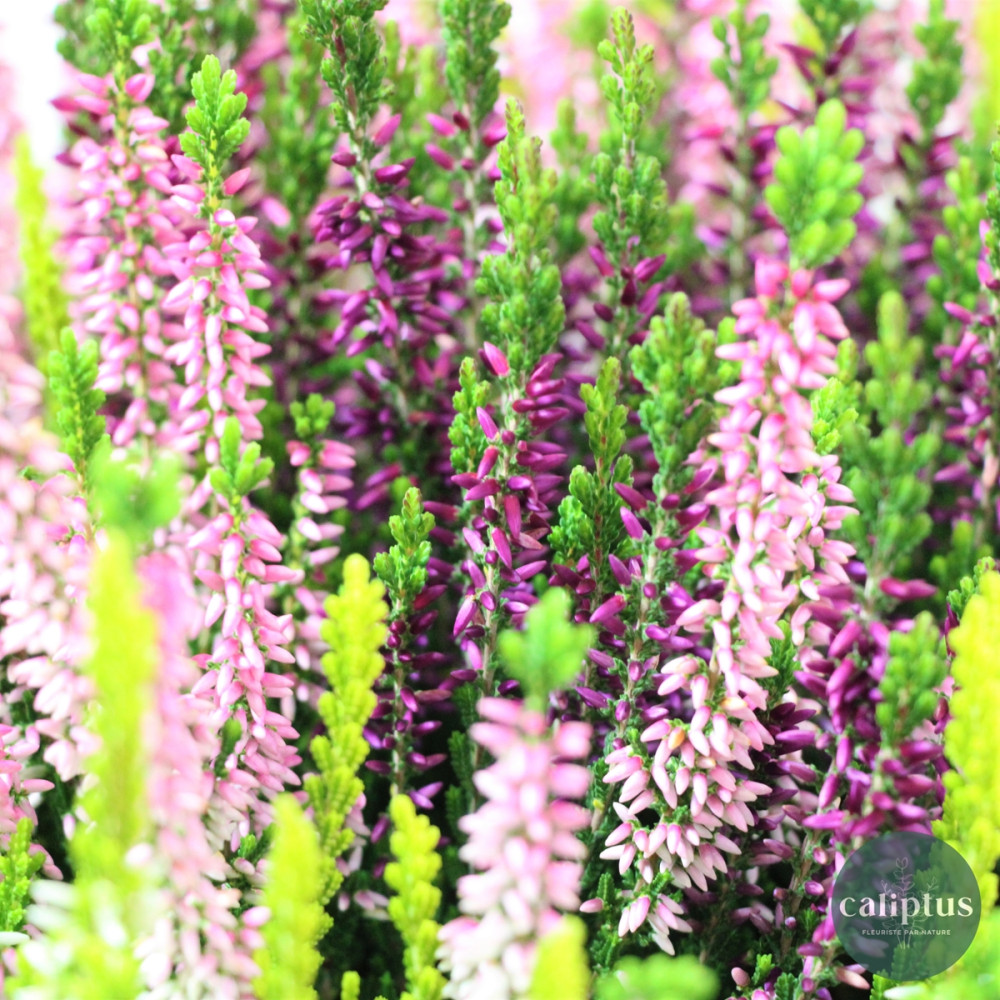 Coupe Calluna | Livraison à domicile en 24h | Caliptus