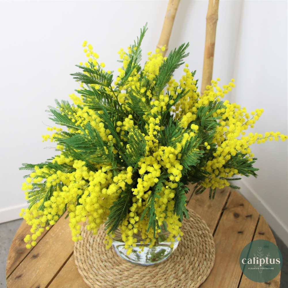 Bouquet de Mimosa | Livraison à domicile en 24h | Caliptus
