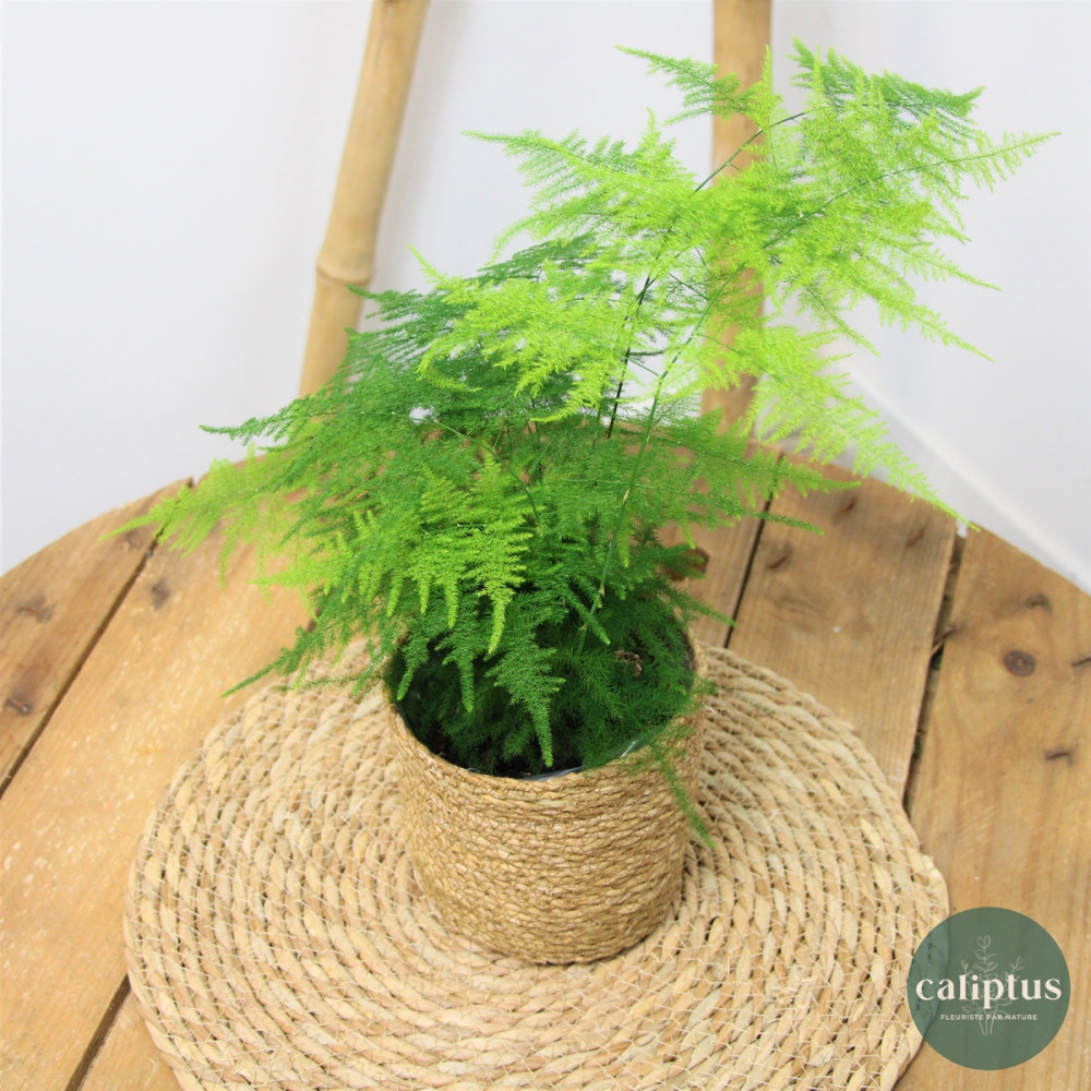 Asparagus Plumosus | Livraison à domicile en 24h | Caliptus